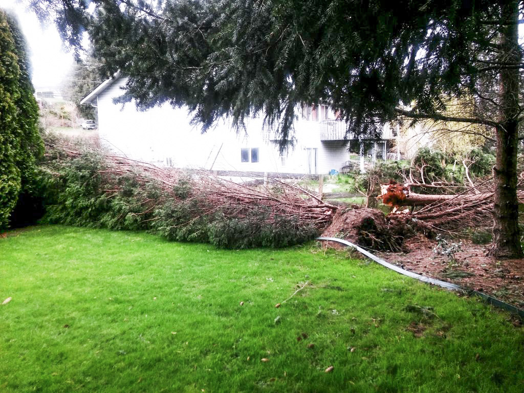 wind blows tree down 2016-03-10 | Whatcom News