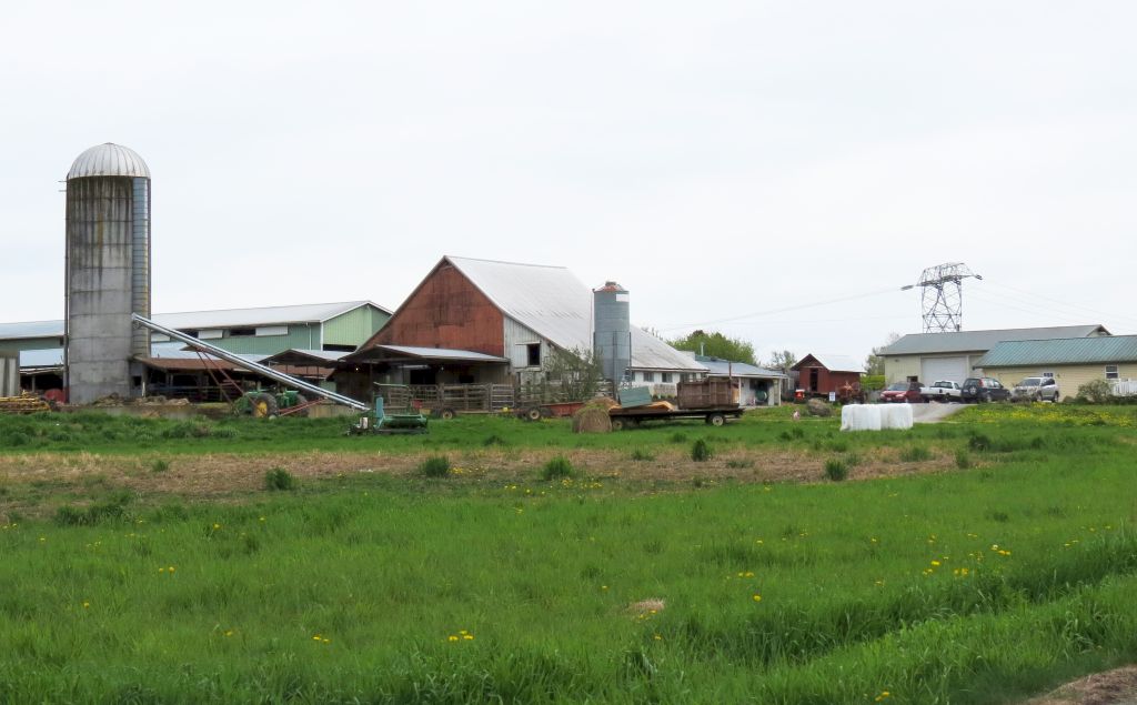 snookbrook dairy farm 2017-04-25 | Whatcom News